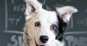 Paradigm InfoStream: BEHAVIOUR - Have Humans Underestimated Animals ...