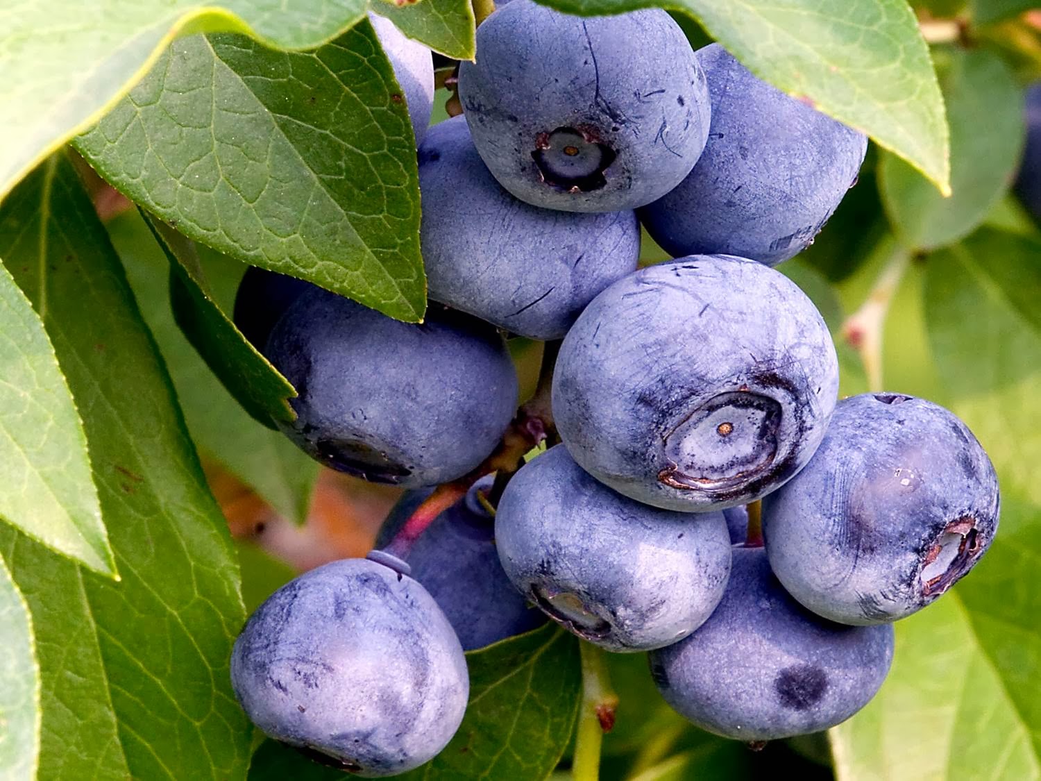 ASESORÍAS SANITARIAS: Nuevas medidas del SAG para exportar arándanos a USA