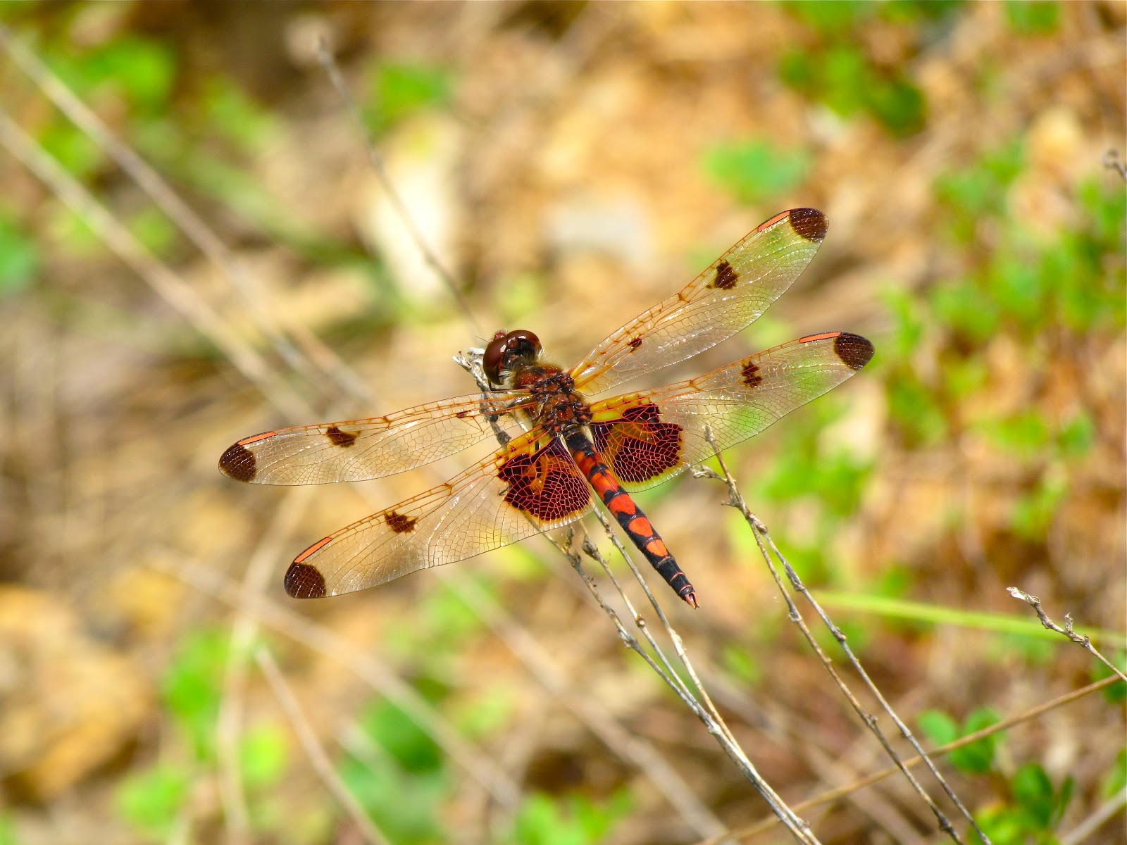 The Dragonfly Whisperer: Virginia Dragonflies: The Calico Pennant