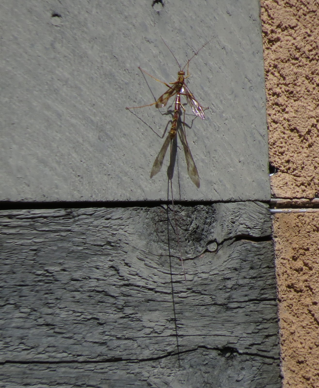 Bug Eric: Pigeon Horntail Wasp Ovipositing