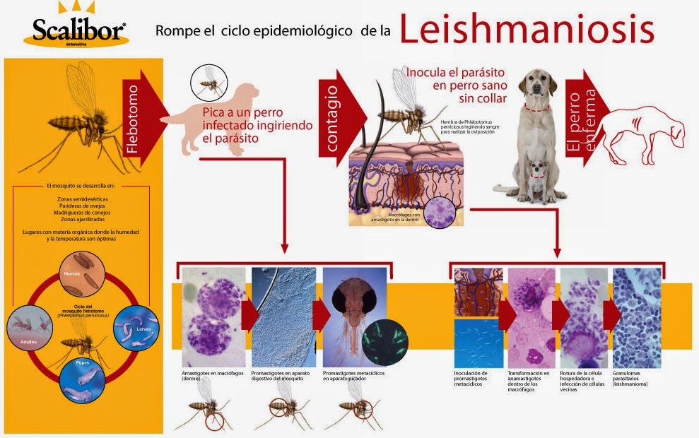 Control de Plagas en Sanidad Ambiental: Flebotomíneos