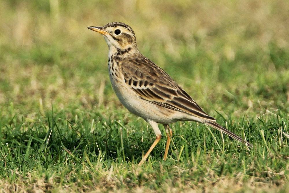 Just Fledged: 17/12/2014 A new bird at last! Richard's Pipit at Horse ...