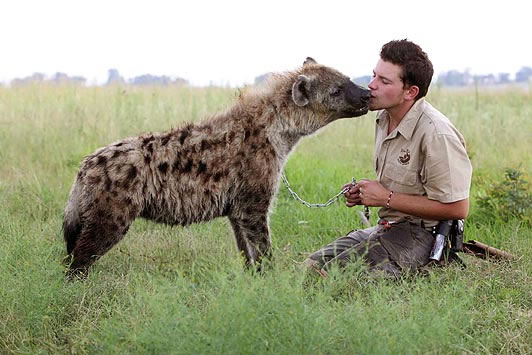 Naturality: Una hiena feliz de ser abrazada y otros datos curiosos de ...