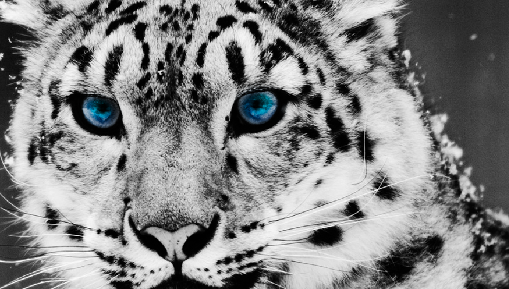 Animal Pedia: Snow Leopard- A Beautiful Leopard