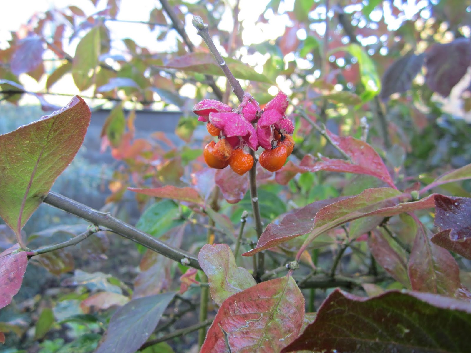 Manni tegemised: Vikerkaare värvid