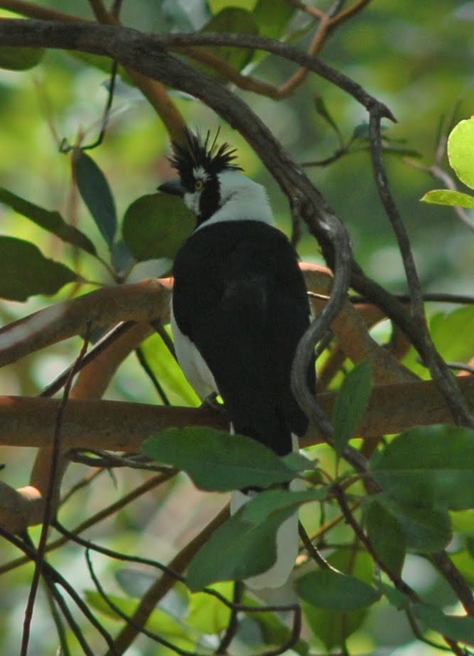 Mary Birds: Birding the Chara Pinta Reserve, Sinaloa