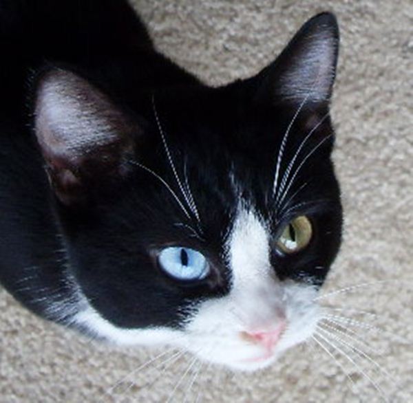 15 Amazing odd-eyed cats | Amazing Creatures