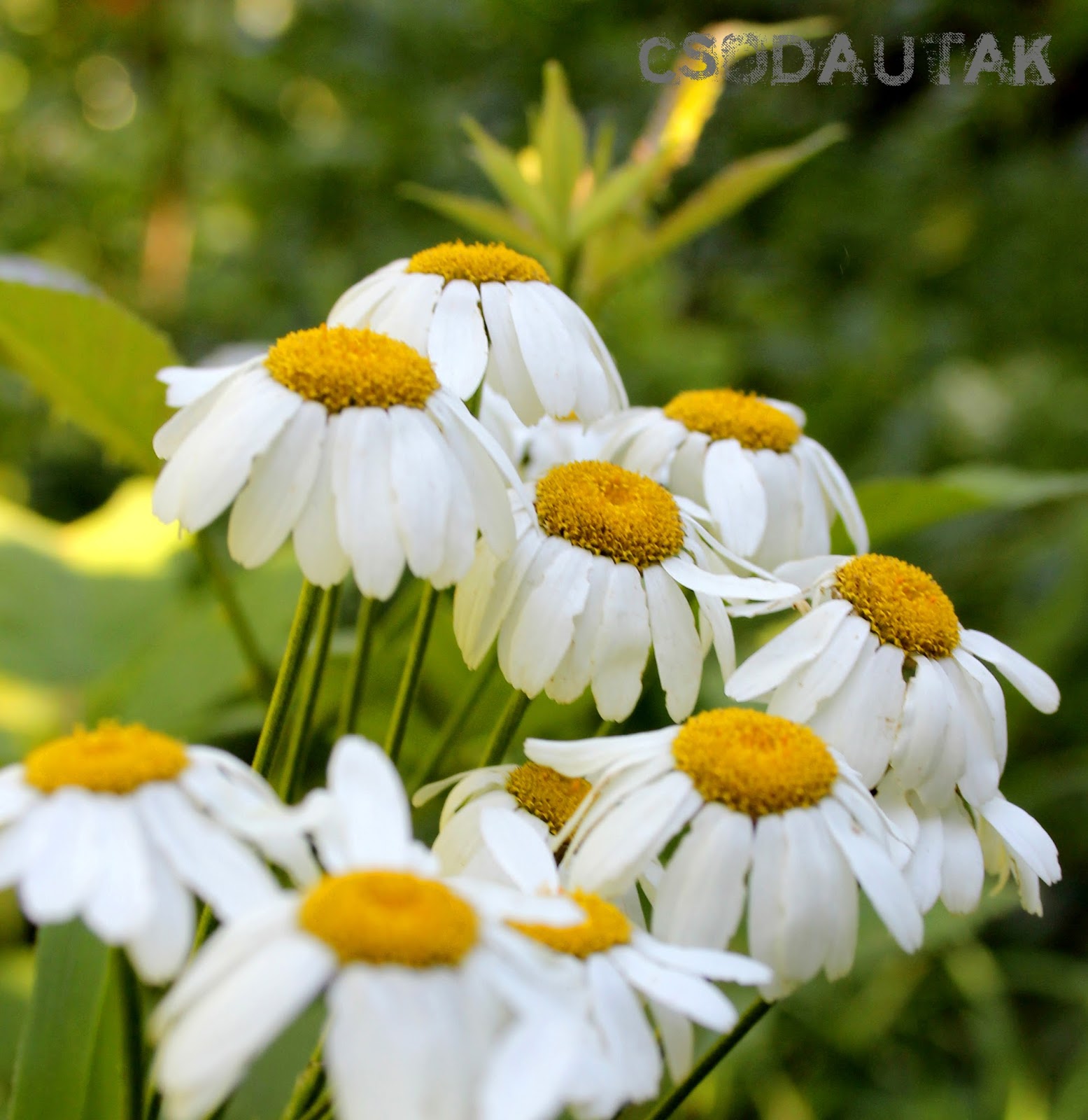 CSODAUTAK: Homoki pipitér (Anthemis ruthenica)