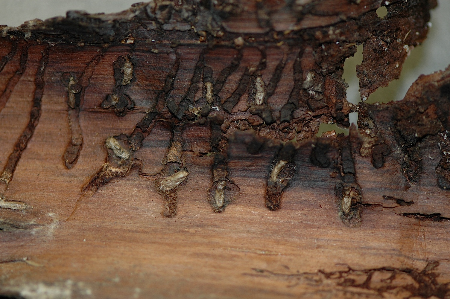 Field Biology in Southeastern Ohio: What's In A Log? Forest Insect Pests!