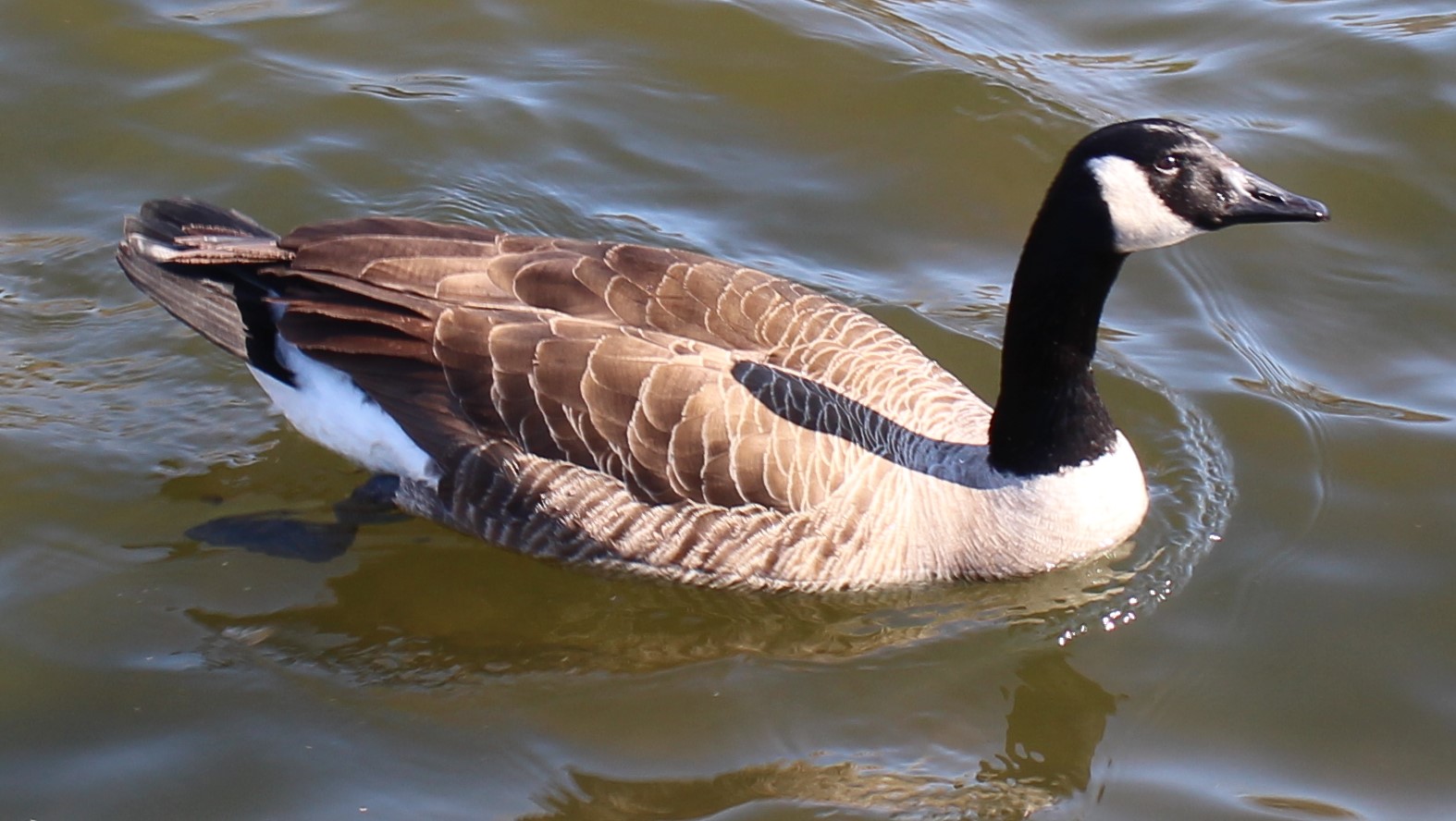 MAPoet: Portrait of a Goose Swimming