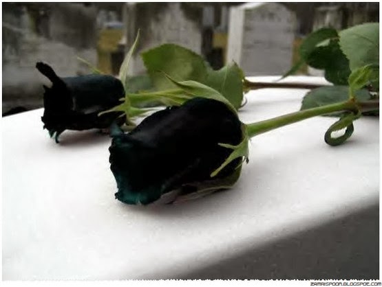 Bunga Rose Hitam di Turki Sangat Indah Tapi Pelik. - Gaban Comel
