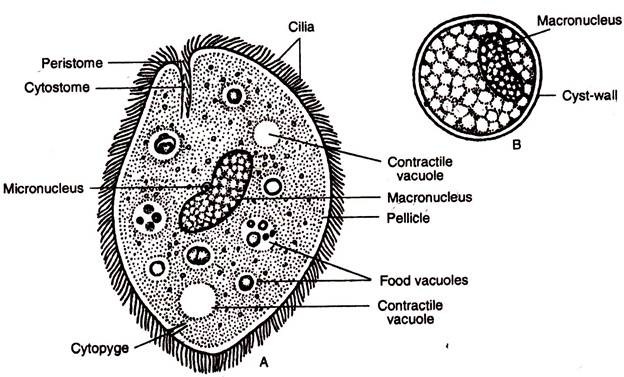 Protozoos (Balantidium coli): Perfil académico