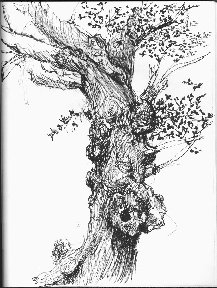 Oak tree drawings, Tree drawing, Tree drawings pencil