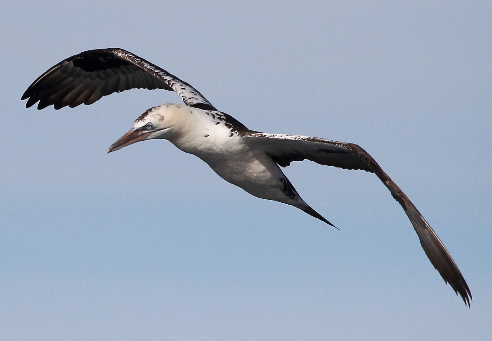 AVESANTURTZI: Aves marinas con Avescantabricas