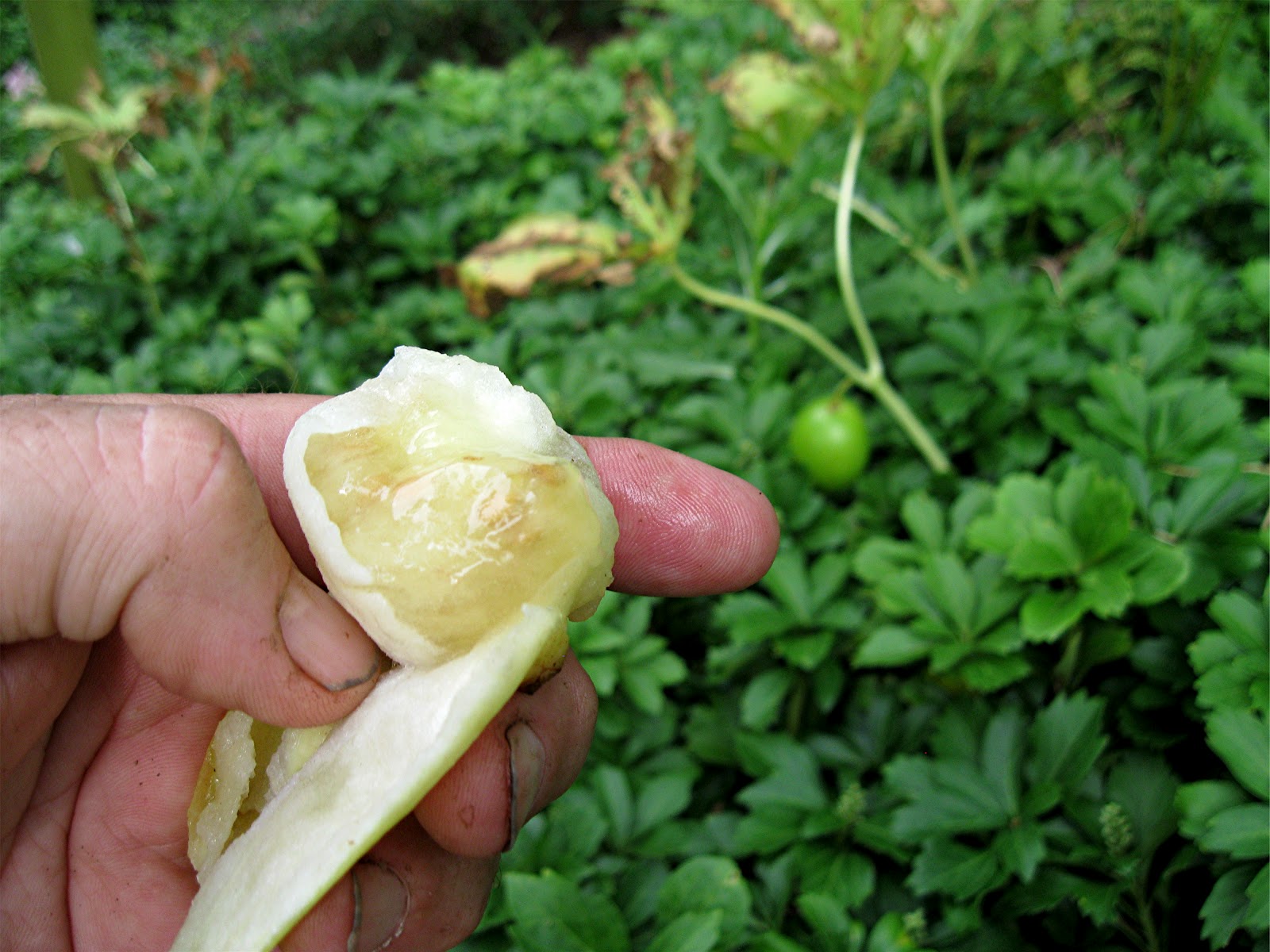1003 Gardens: Tasty fruit of the Mayapple, Podophyllum peltatum