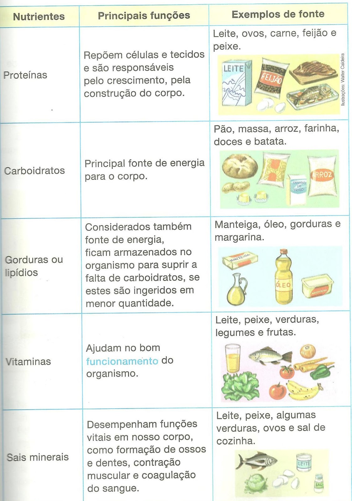 EDUCAÇÂO PARA TODA UMA VIDA****: CIÊNCIAS OS NUTRIENTES