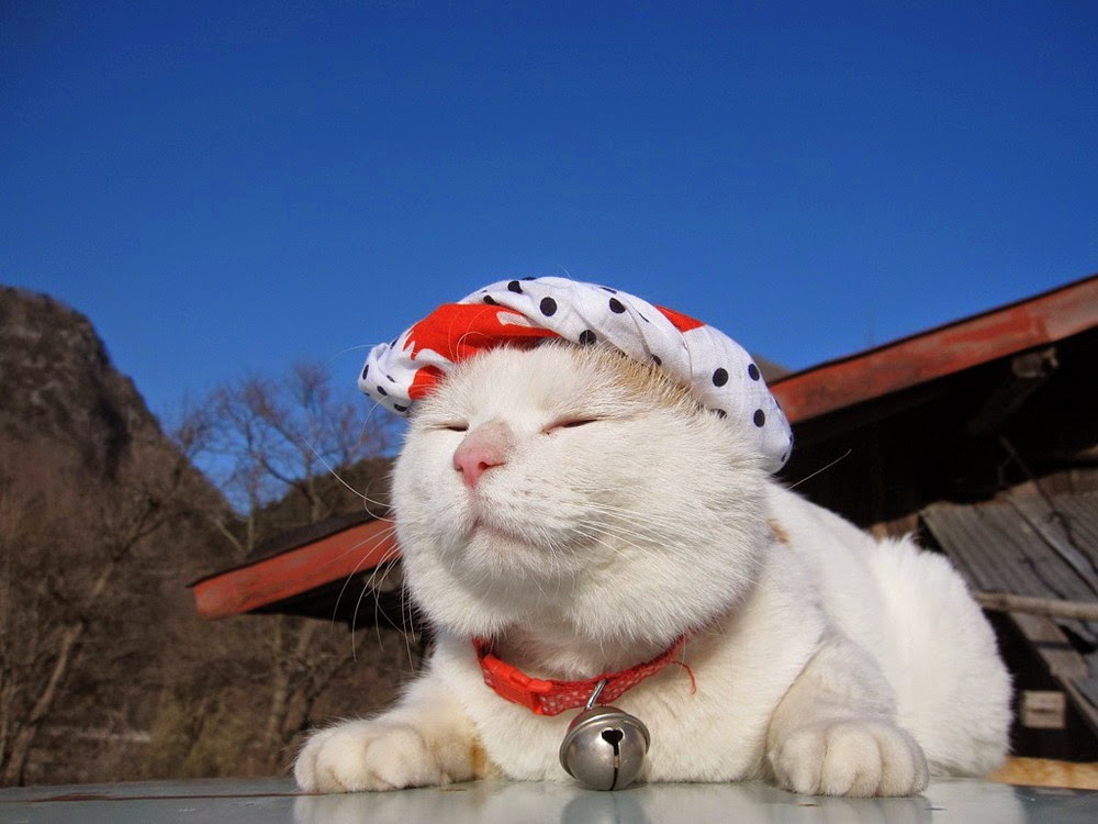 Photo - Shironeko - most silly cat earth | Gallery Wallpaper HD