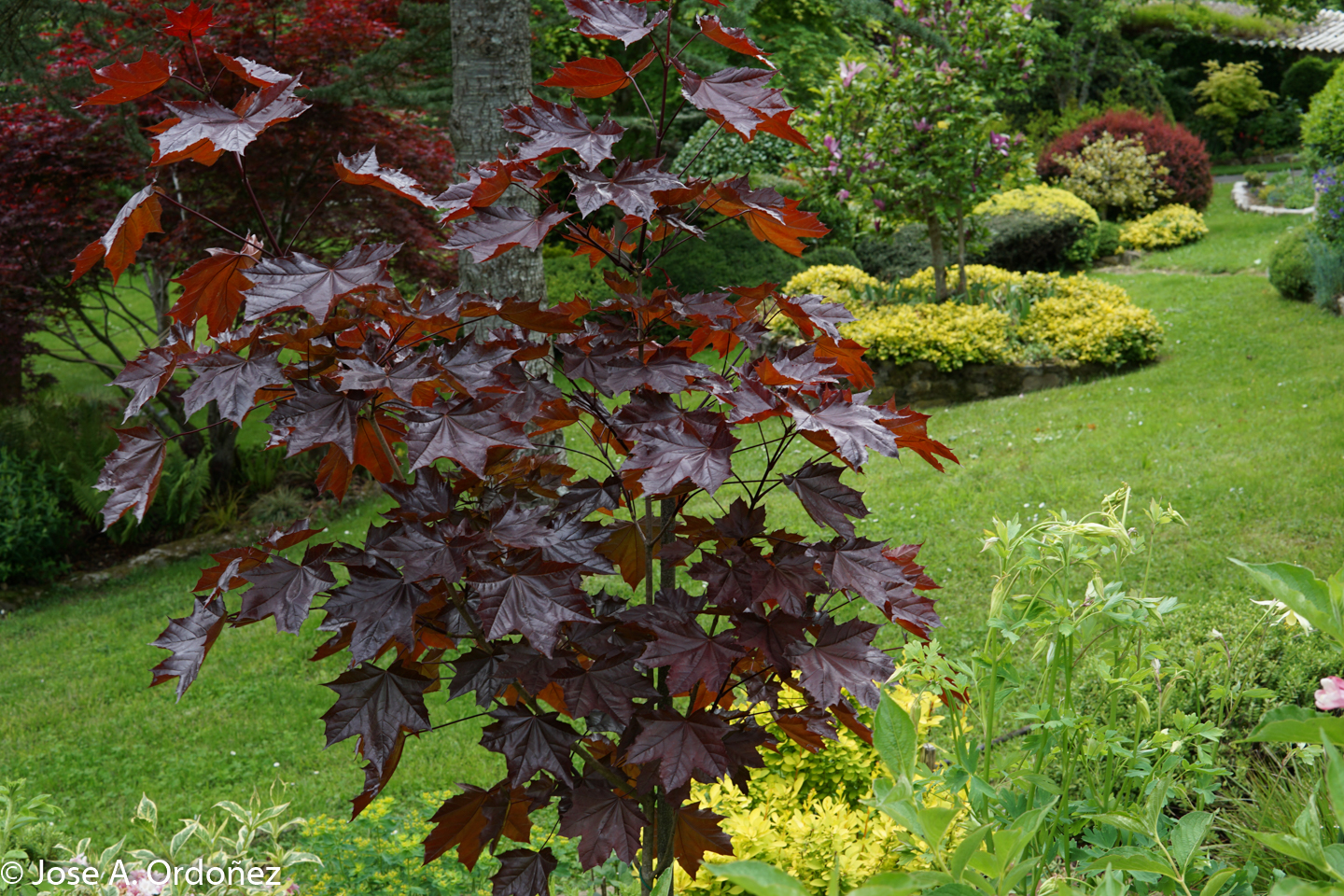 El Jardín de la Barrosa: La Barrosa en Mayo
