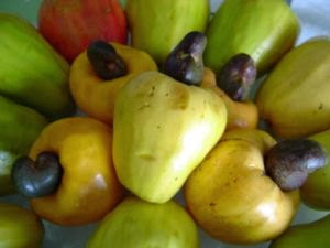 Caraka Purwo Wibisono: Mengenal manfaat dan khasiat buah jambu mete ...