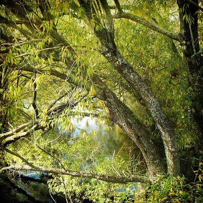 Alquimia das Árvores: Salgueiro - Willow