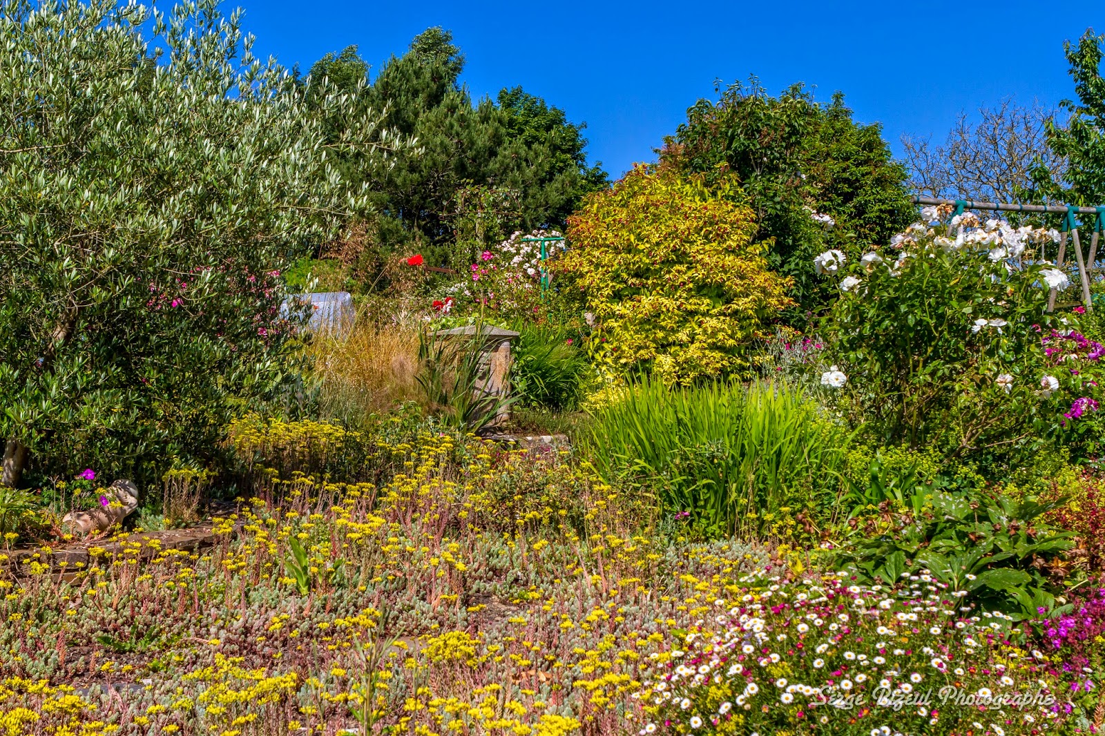 Les Piqués de la Rose: Des Piqués… un Jardin…