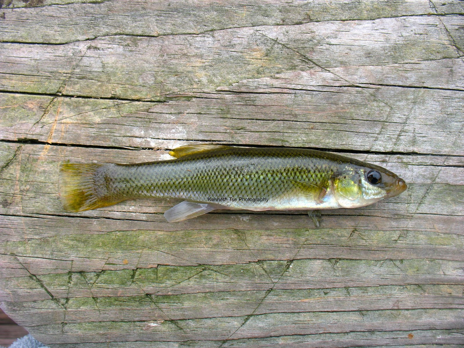 MuskieBait Adventures: Florida Road Trip 2013 (Day 19)