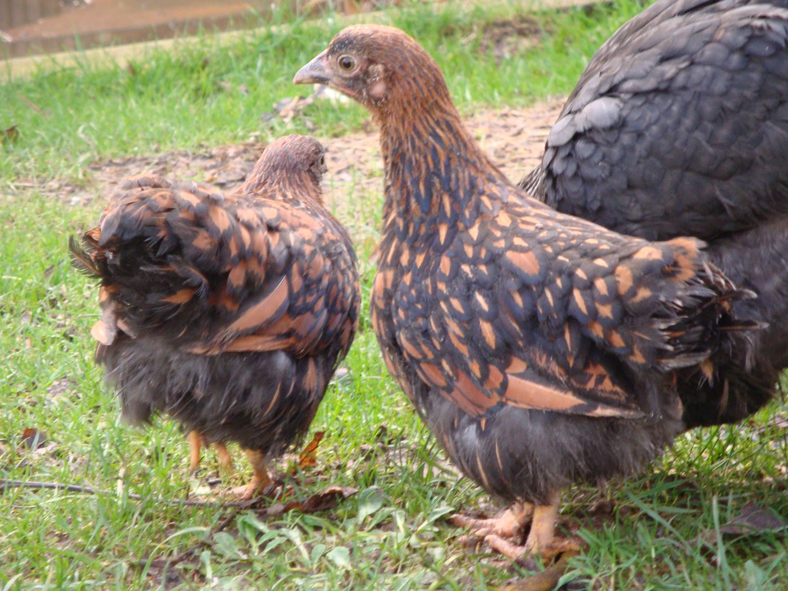 Homers Homestead - The Back Garden Poultry Hatcher: Wind, Rain and ...