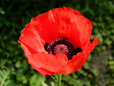 LA MULTI ANI, ROMANIA!: Maci rosii