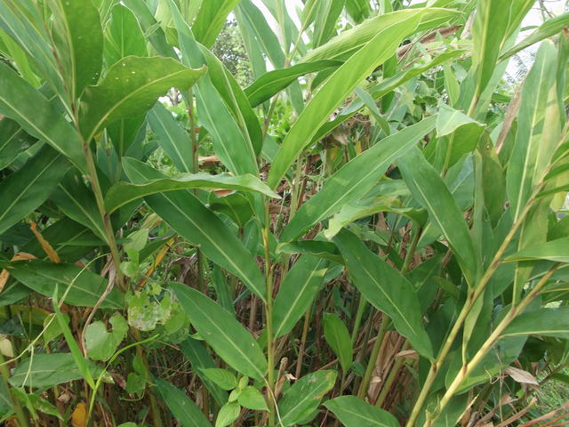 Ara Kay Health & Beauty: Herba Mandian Tradisional ARA KAY.