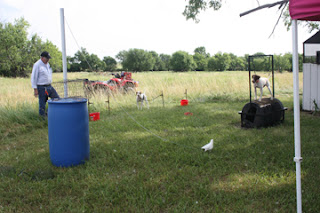 Kansas Bird Dogs: Barrel Training Part 2