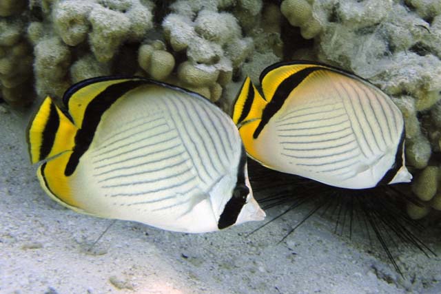 D' Ocean Aquarium: Ikan Kepe kepe (Butterfly Fish)