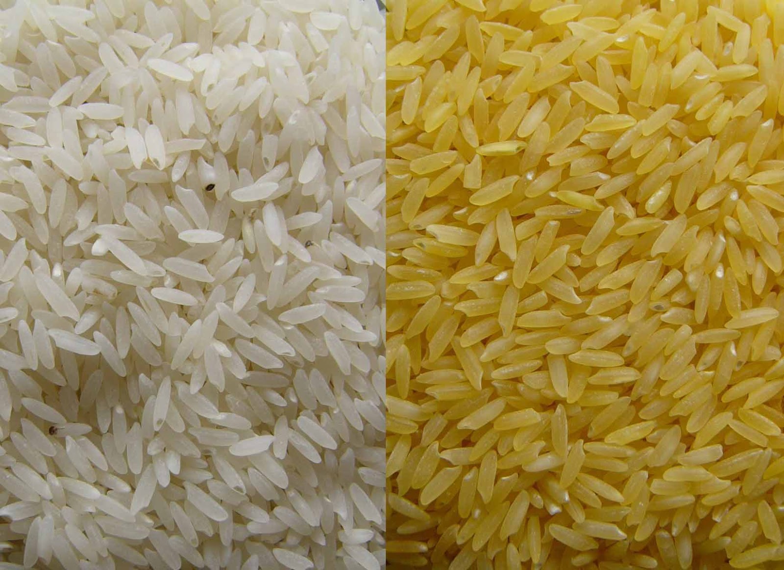 ZoomBubba: Golden rice may be Vitamin A jackpot