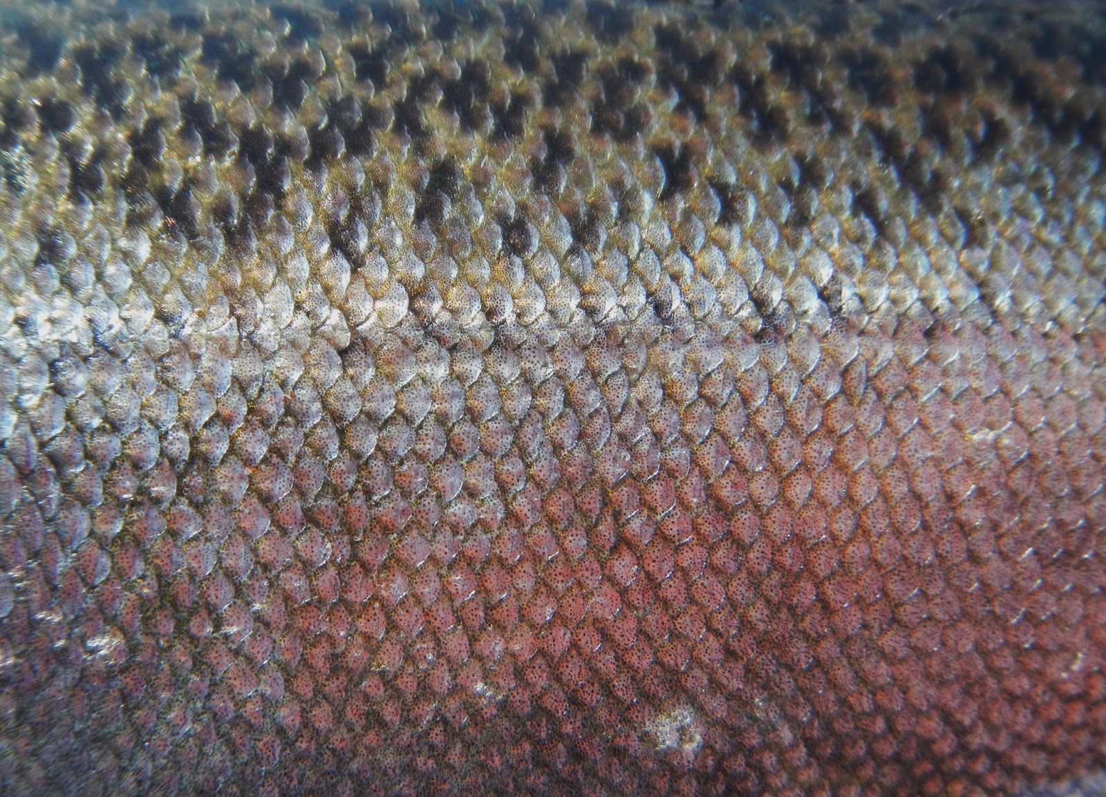 Bryanlikestofish: Fish Skins - Edition 2.0