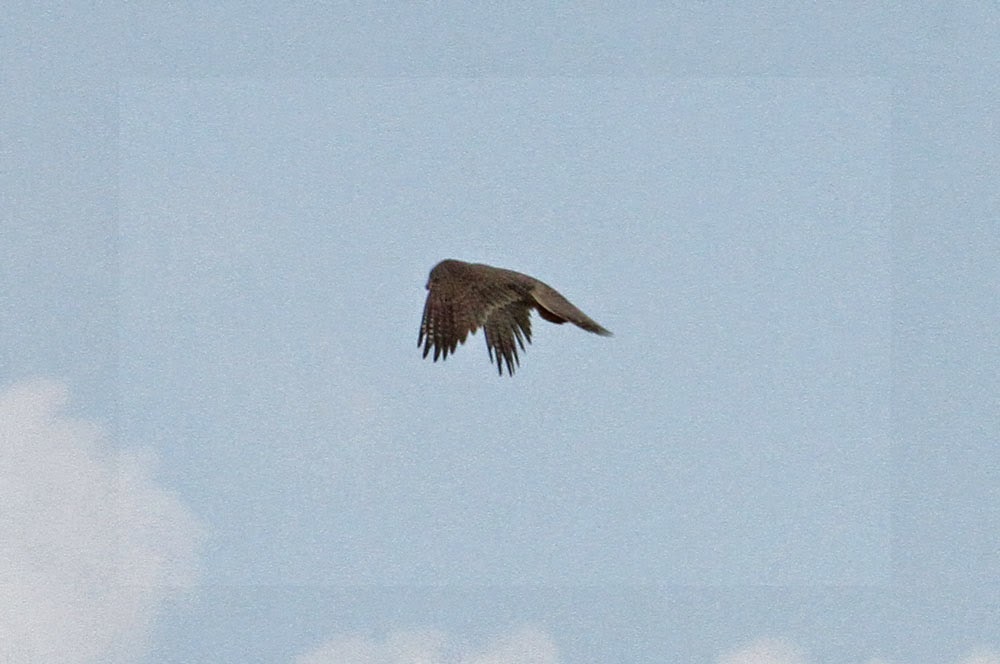 Pioneer Birding: WY - do large falcons hover?