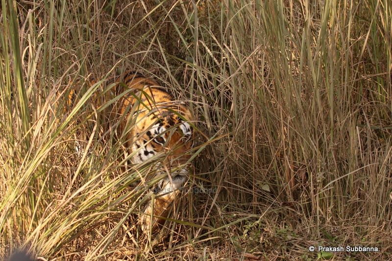 VIEWFINDER.....WILDLIFE PHOTOGRAPHY BLOG BY PRAKASH SUBBANNA.: TIGER IN ...