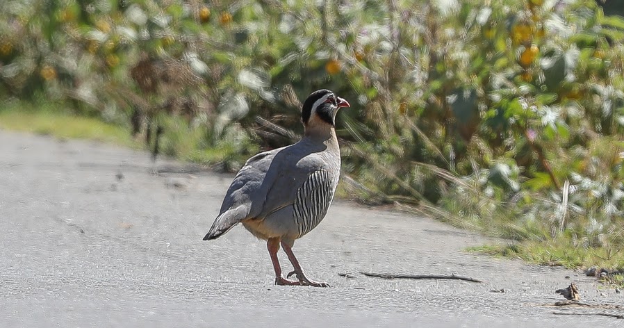 Birds of Saudi Arabia: Early morning down the Raydah Escarpment – Abha