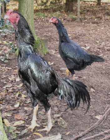 Japanese Shamo ~ Rooster Village