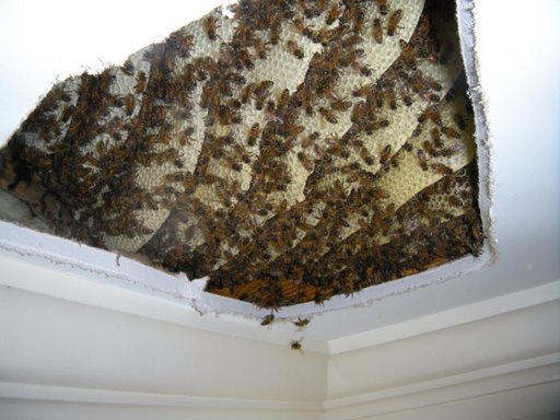 Deformutilation: Honeybee Home Invasions