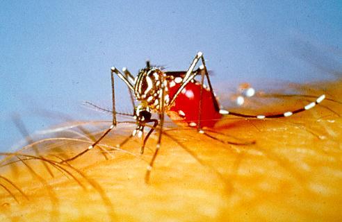 Aedes Aegypti | The Life of Animals
