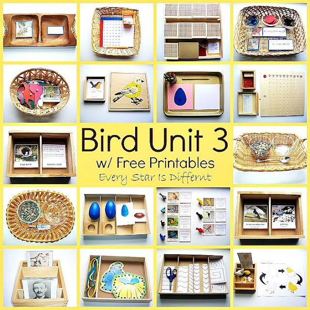 Birds Unit 1 - Every Star Is Different