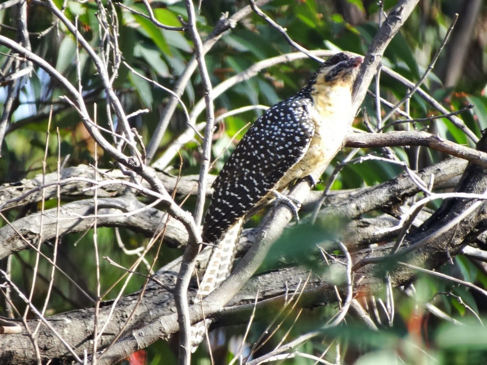 Snap Happy Birding: Common Koel