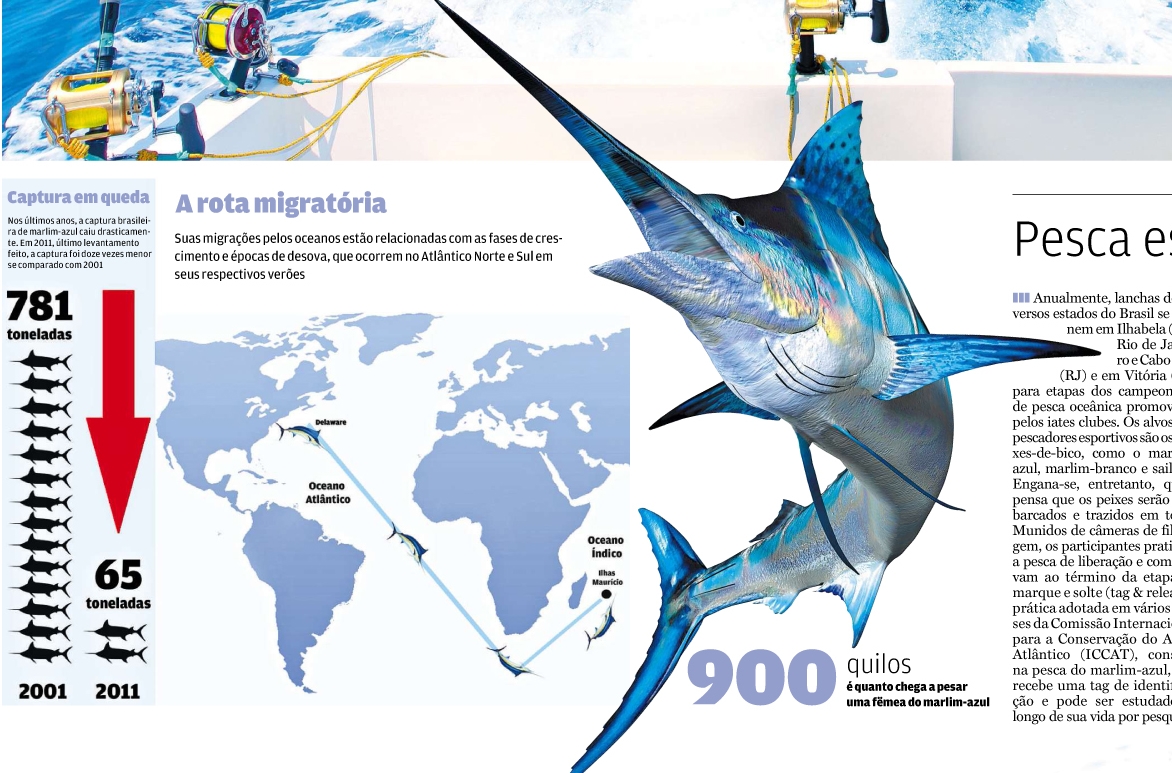 Se vira!: Marlim-azul