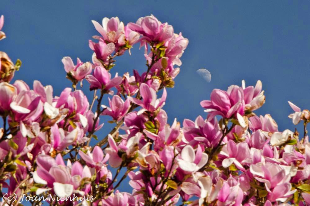 Pacific Northwest Photography: Moon and Magnolia