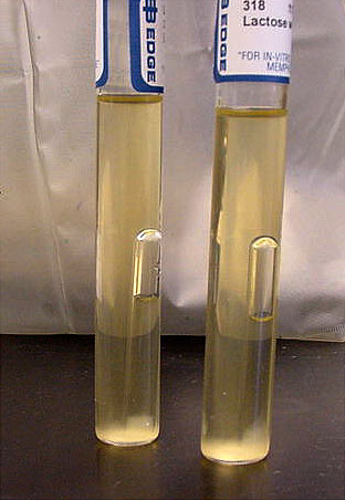 Media Pertumbuhan (Buatan) Mikrobiologi - Mydokterhewan