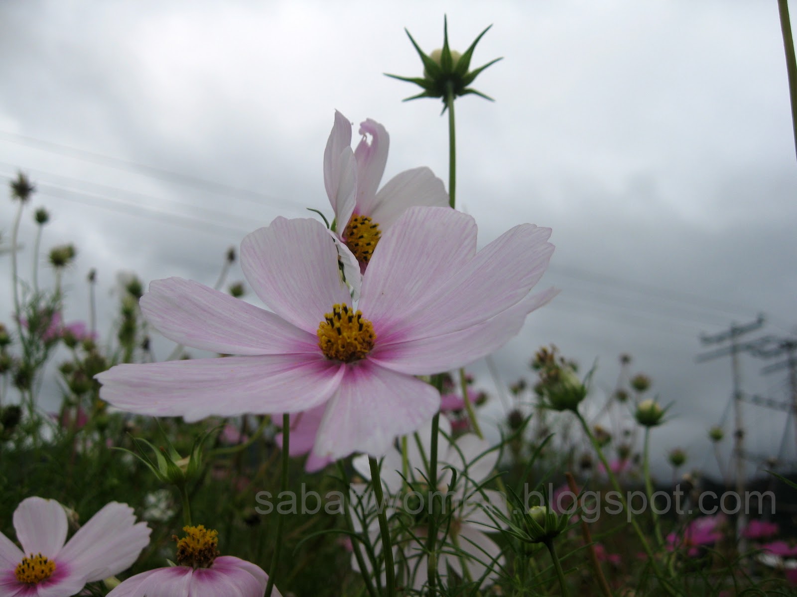 Places In Kundasang feat gadisBUNGA | Sumandak Kinabalu Little Corner
