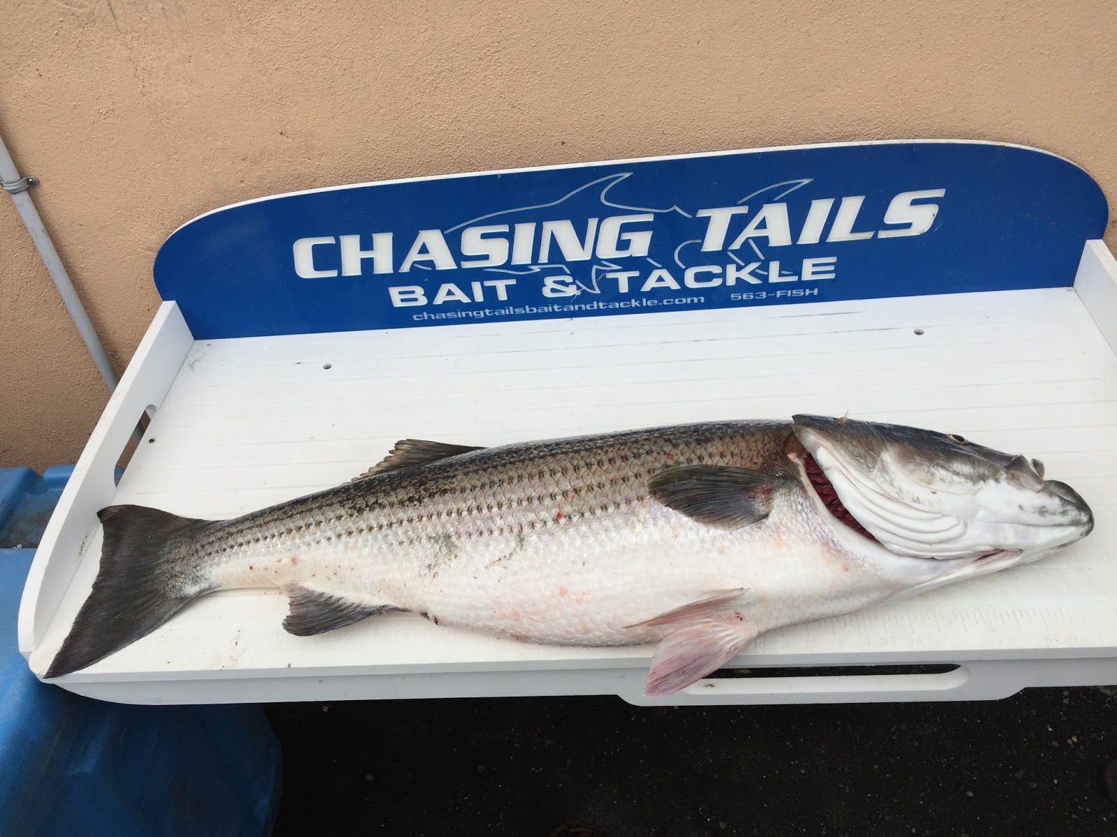Chasing Tails Bait & Tackle
