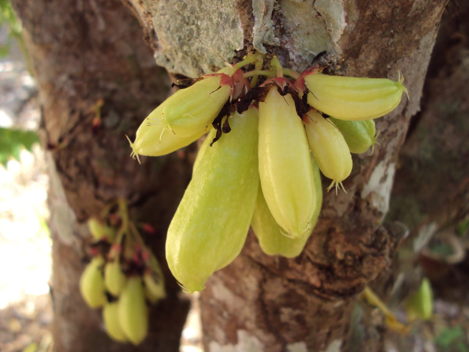 Hitam Putih Kehidupan: HALWA BELIMBING BULUH