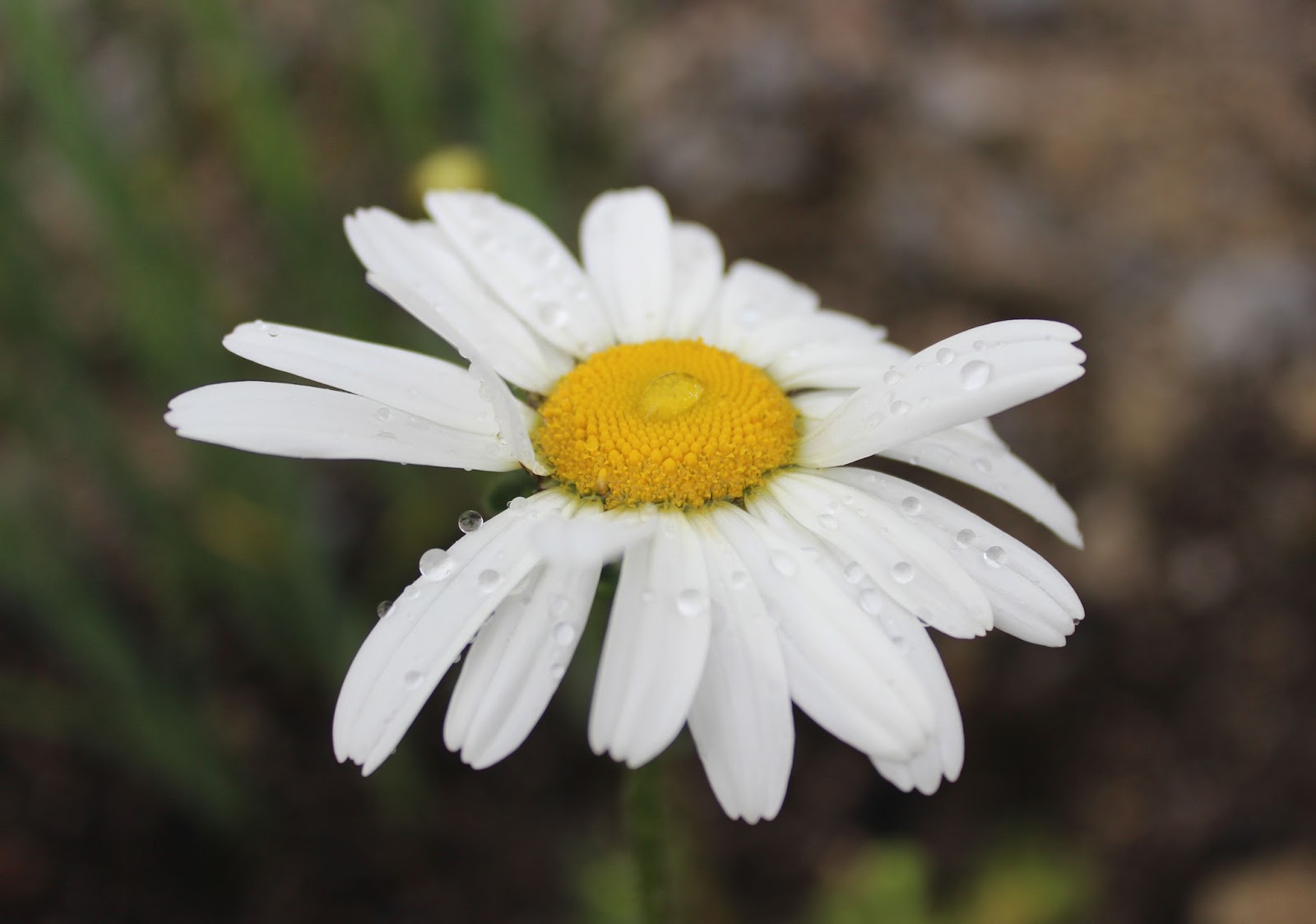 ddeydesigns: A Log Cabin is born