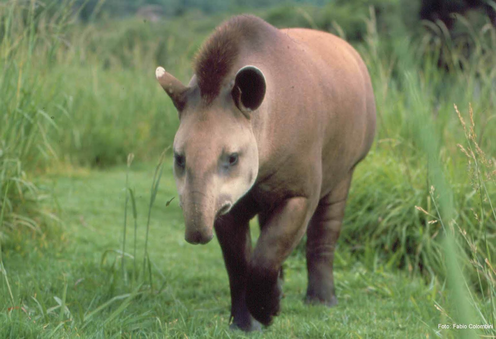 UM BLOG SOBRE TUDO O QUE DER NA CABEÇA........: ANTA
