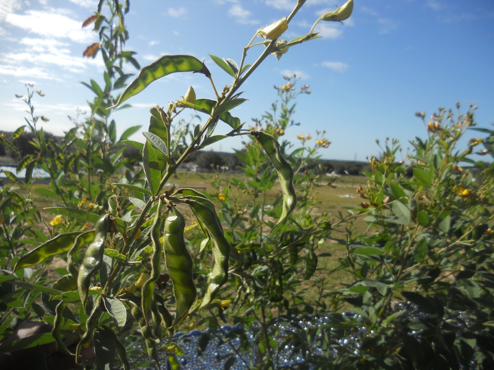 Everything Muse: gandules, gandules, gandules!!!!